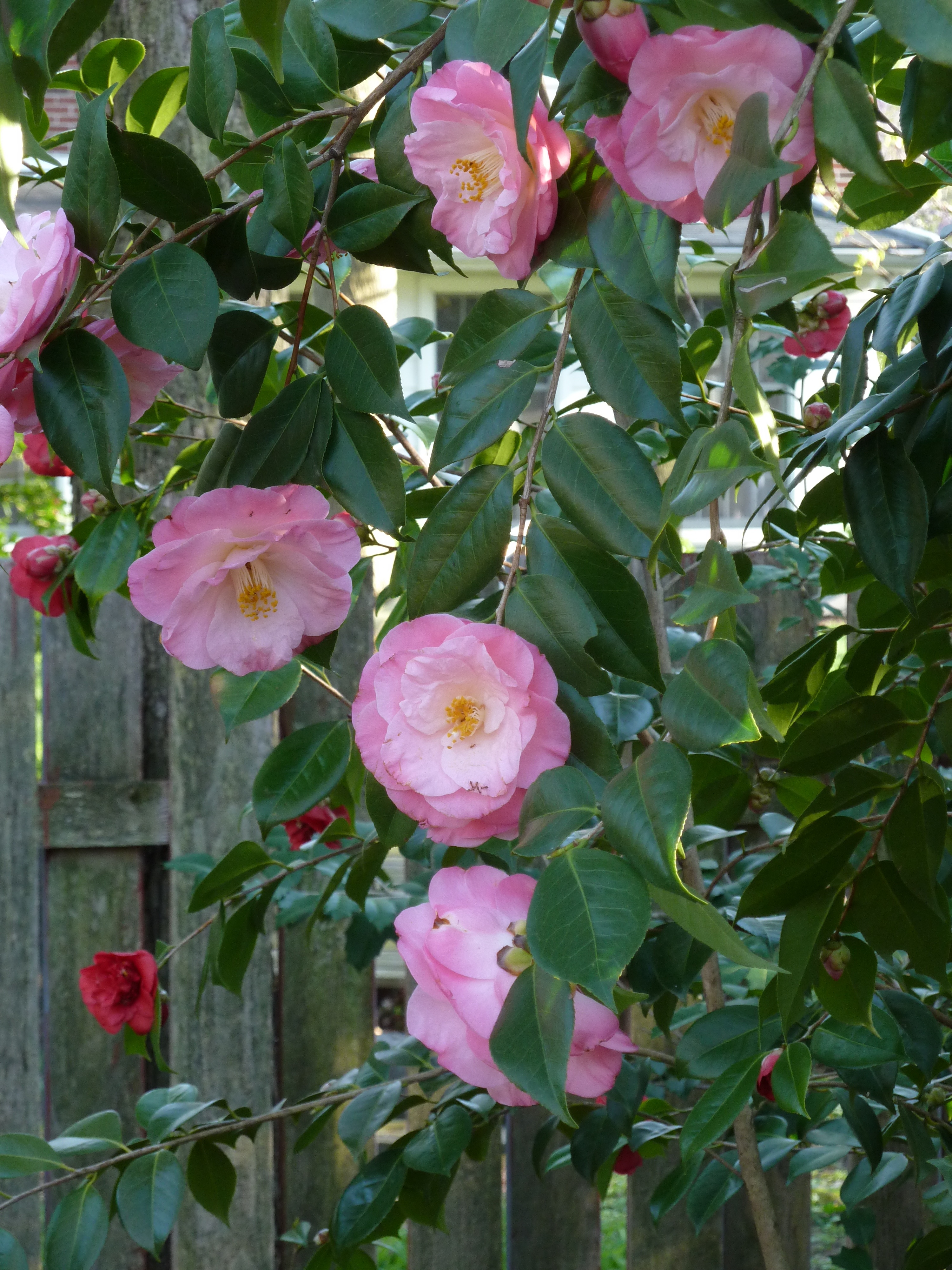 Pop-Up Event: Spring-Blooming Camellias at Hedgleigh Spring, Swarthmore, PA – Home Garden Tour ...
